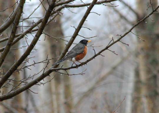 The First Spring Robin – Bonnie Mohr